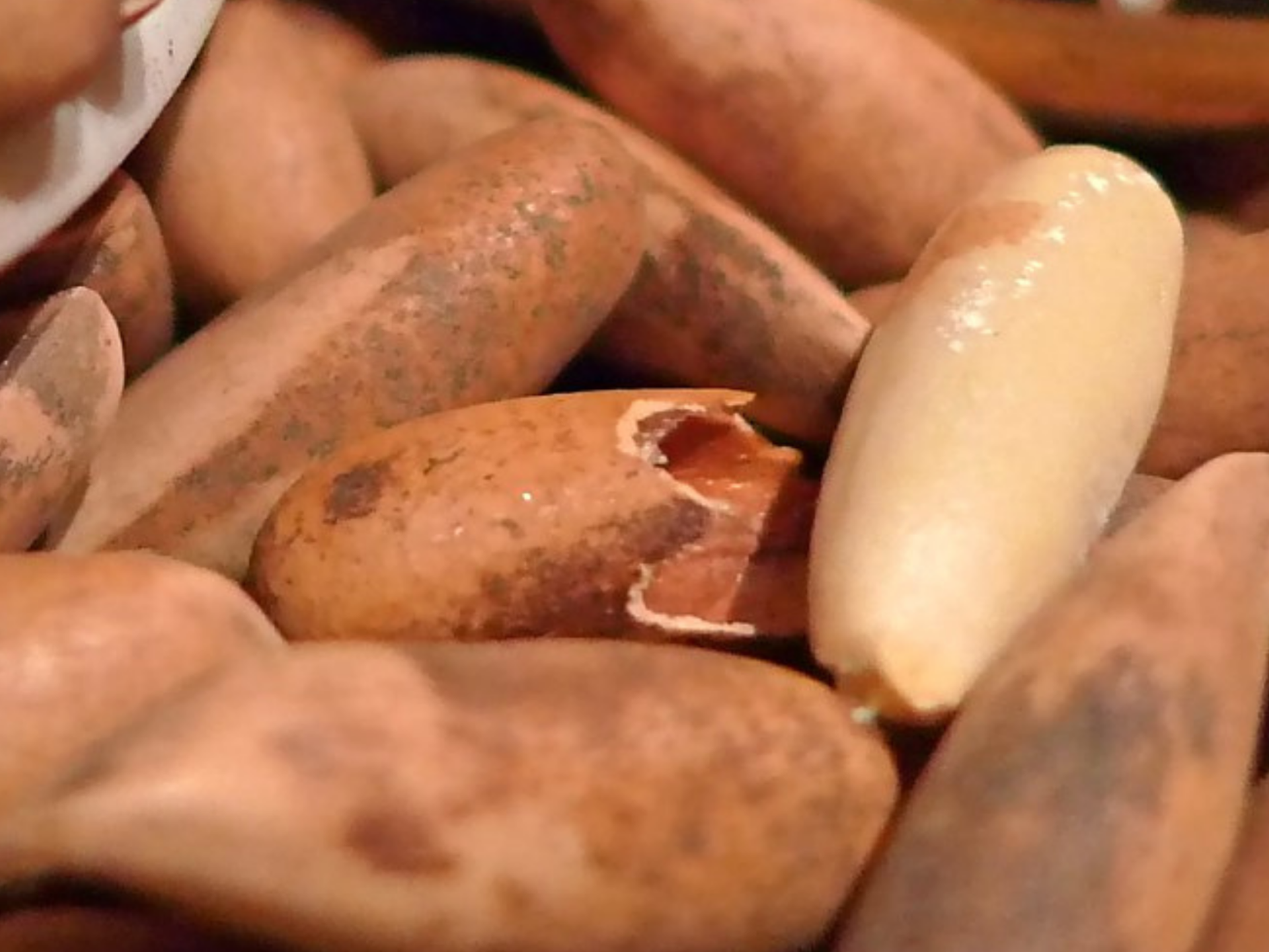 Cracking Pine: Chilgoza | Food Forward India